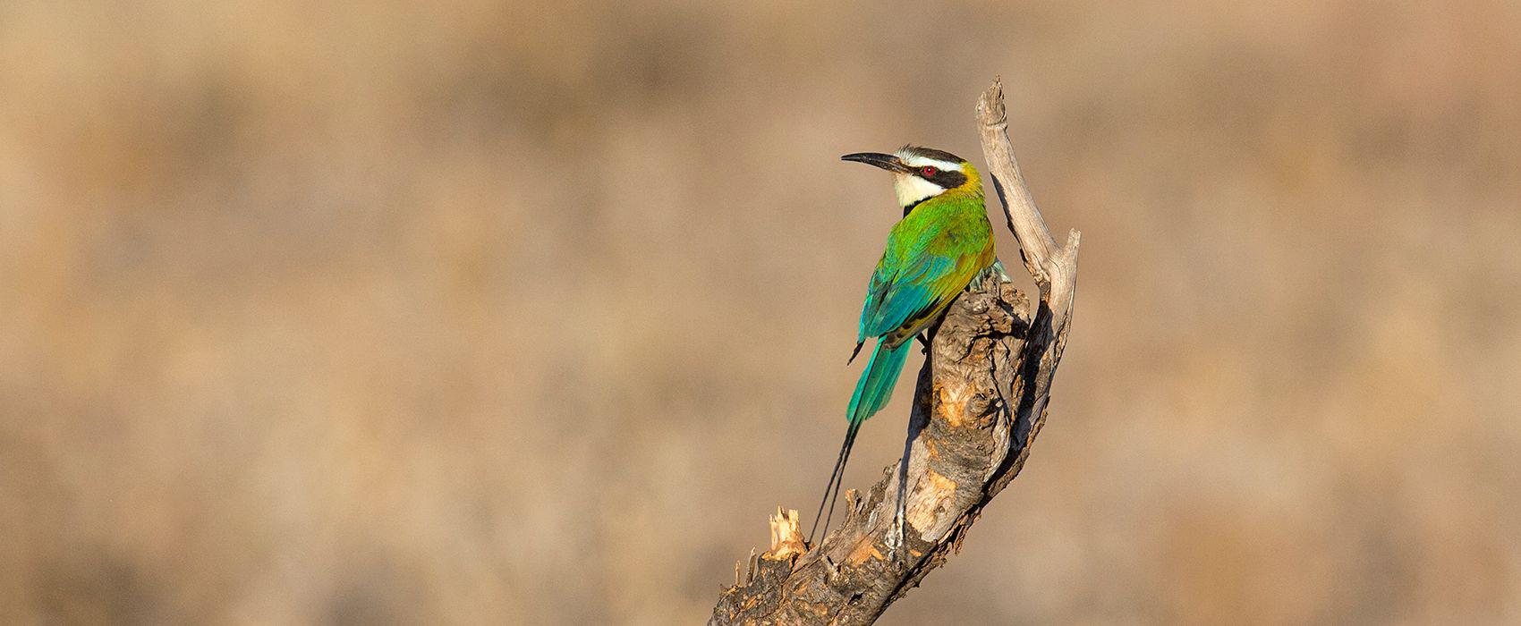 Contact Us - Lawson's Birding, Wildlife & Custom Safaris